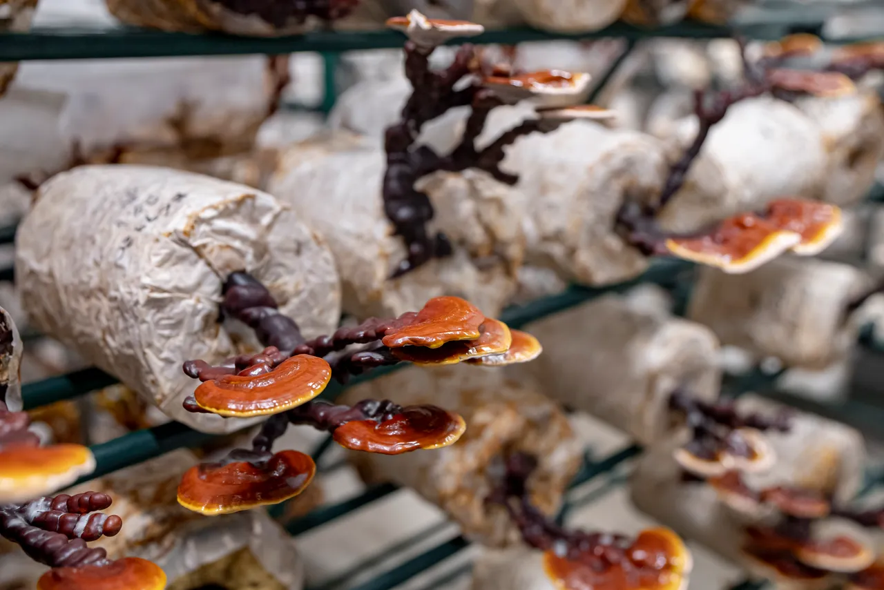 Inside mushroom farming