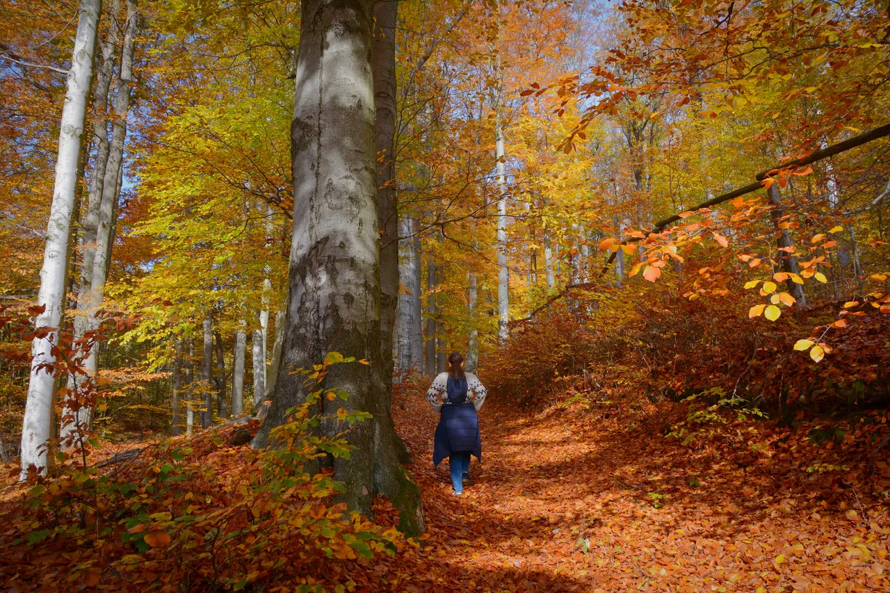 Jizerské bučiny Beech Forest Jizera Mountains